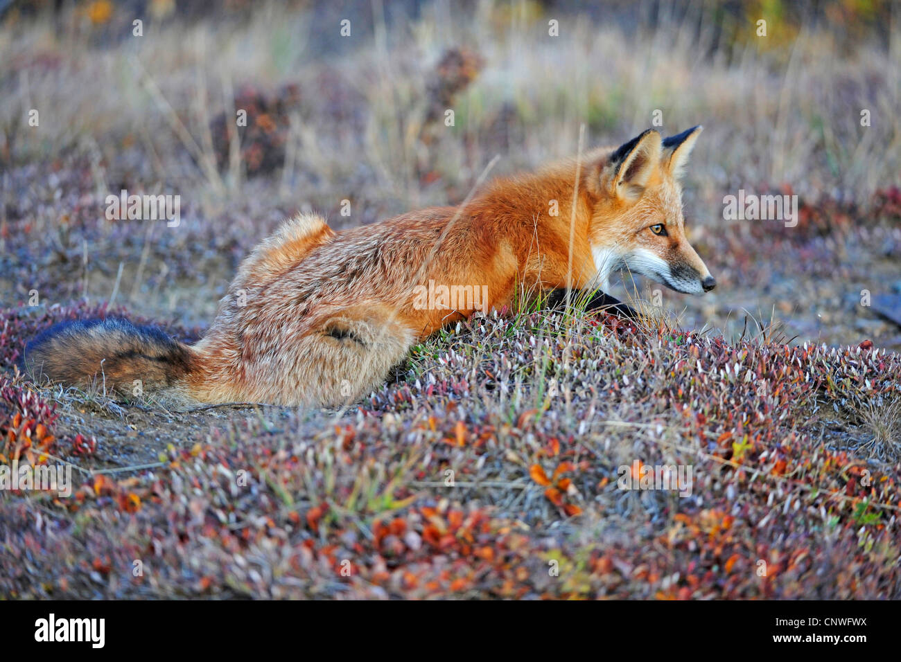 red fox (Vulpes vulpes), lurking, USA, Alaska, Denali Nationalpark ...