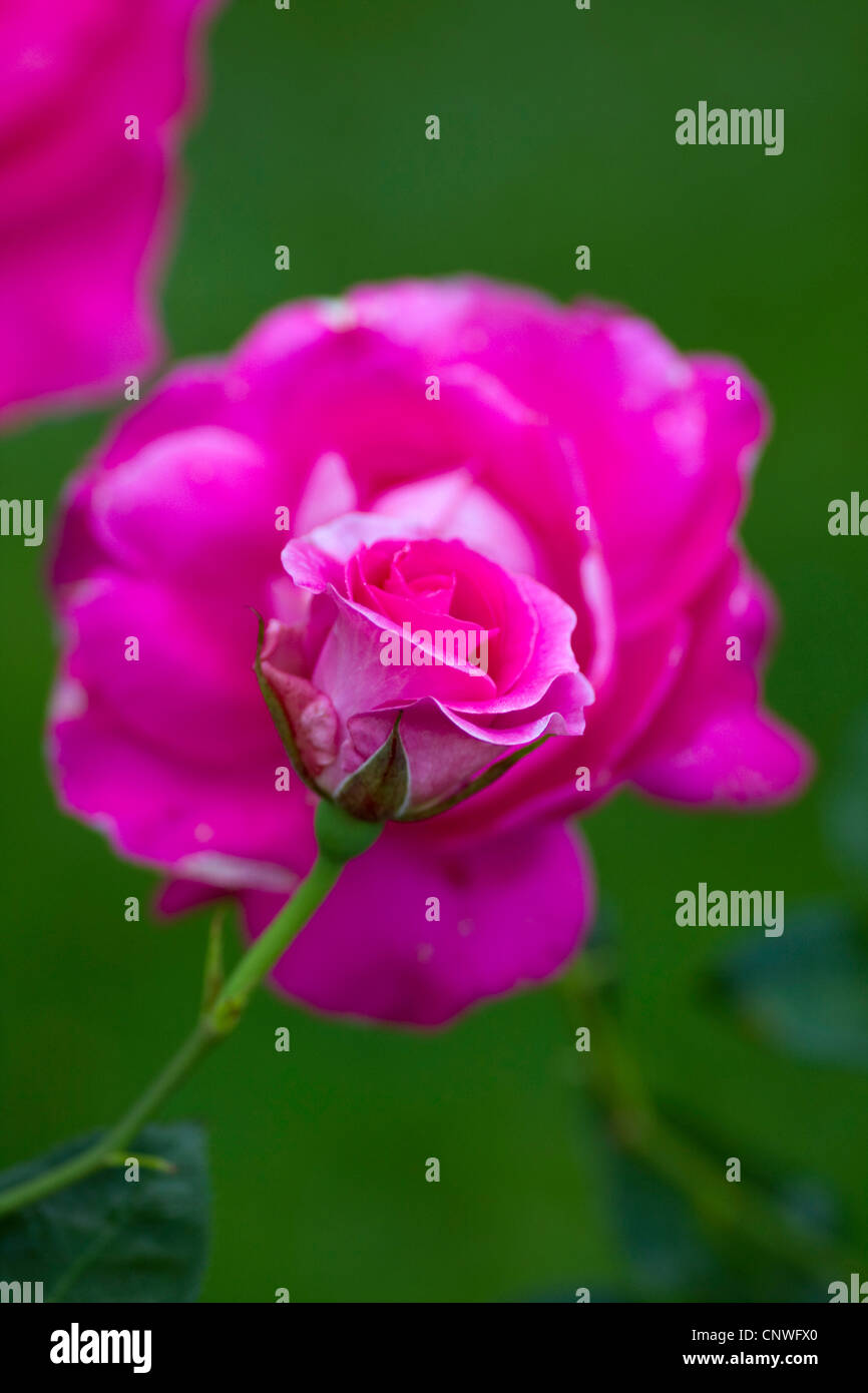 ornamental rose (Rosa 'Manou, Rosa Manou), cultivar Manou Stock Photo ...