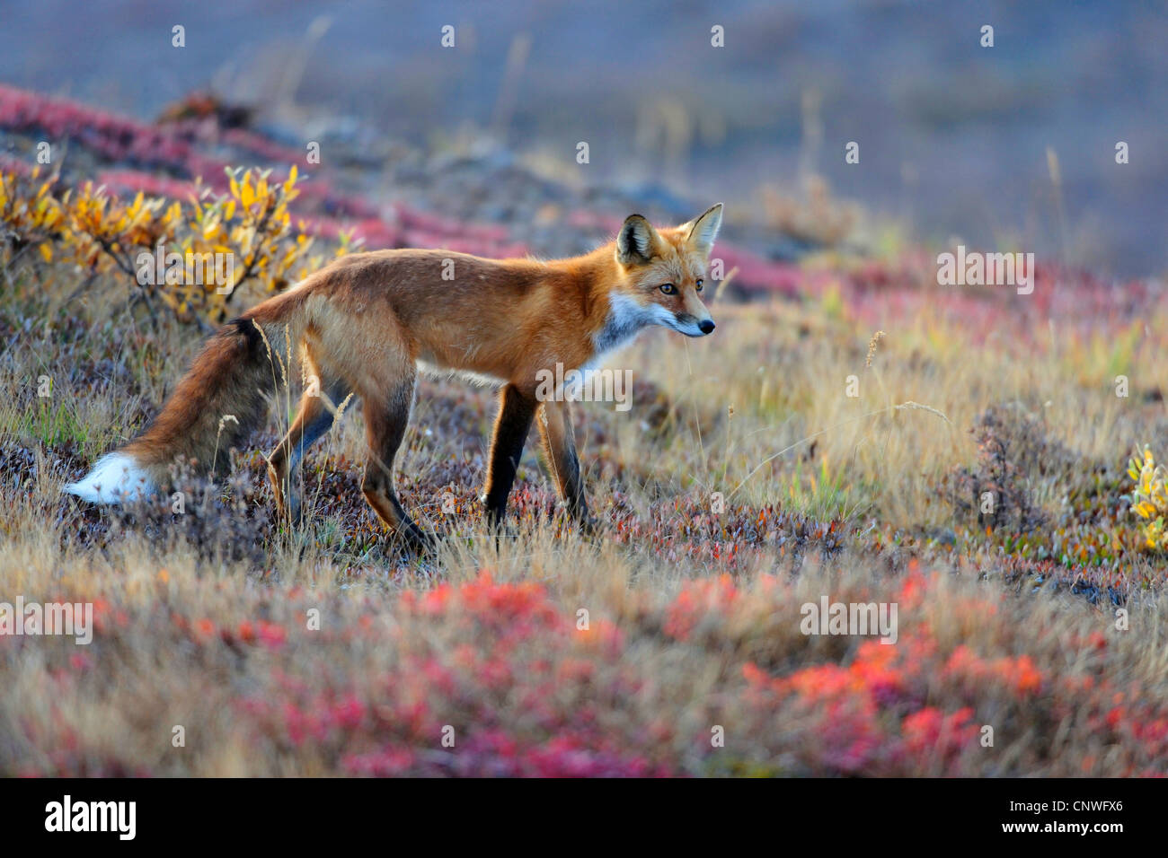 red fox (Vulpes vulpes), on the feed, USA, Alaska, Denali Nationalpark ...