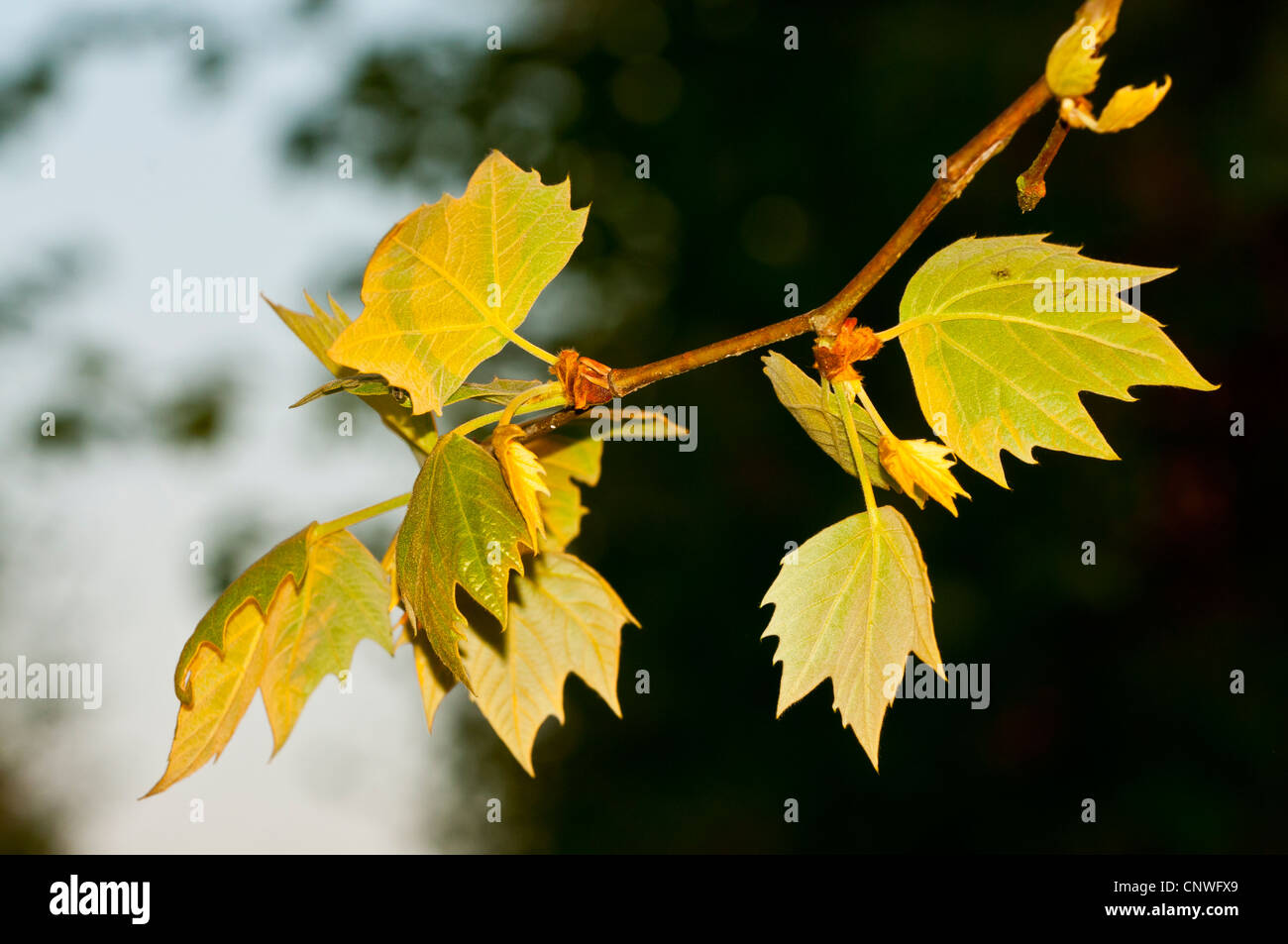 Connelles france hi-res stock photography and images - Alamy