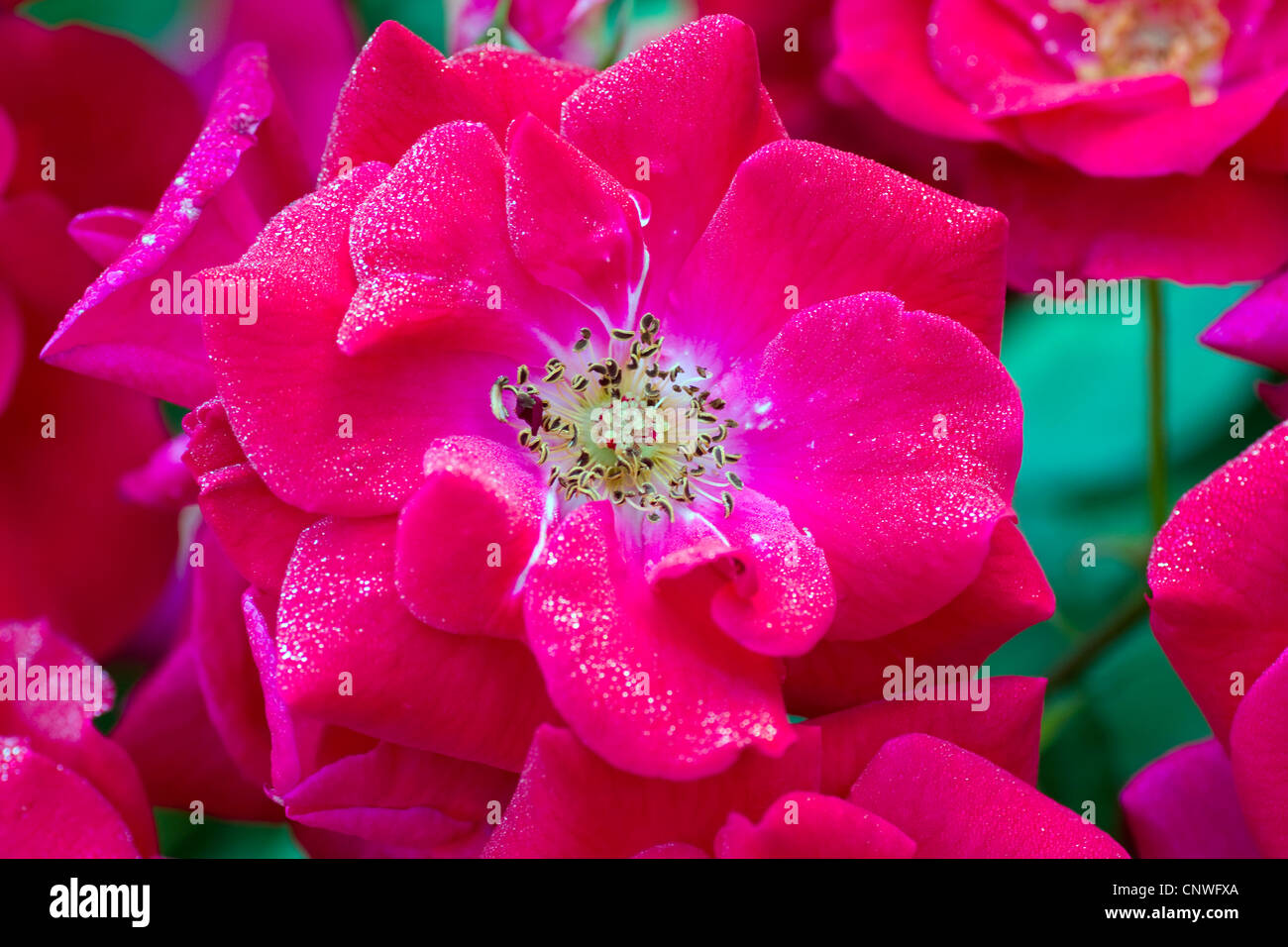 ornamental rose (Rosa 'Olala', Rosa Olala), cultivar Olala Stock Photo ...