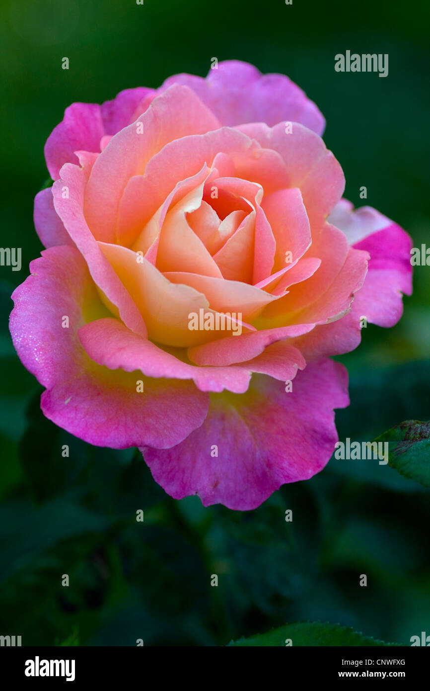 ornamental rose (Rosa 'Inspiration, Rosa Inspiration), cultivar ...