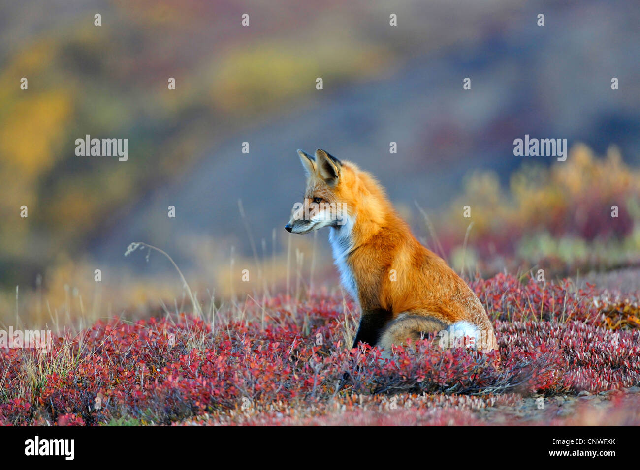 red fox (Vulpes vulpes), in the morning, USA, Alaska, Denali ...