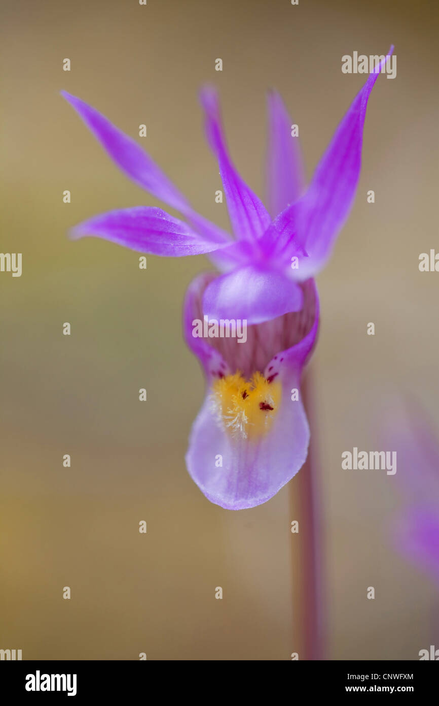 calypso, fairy-slipper orchid, fairy slipper (Calypso bulbosa), flower ...