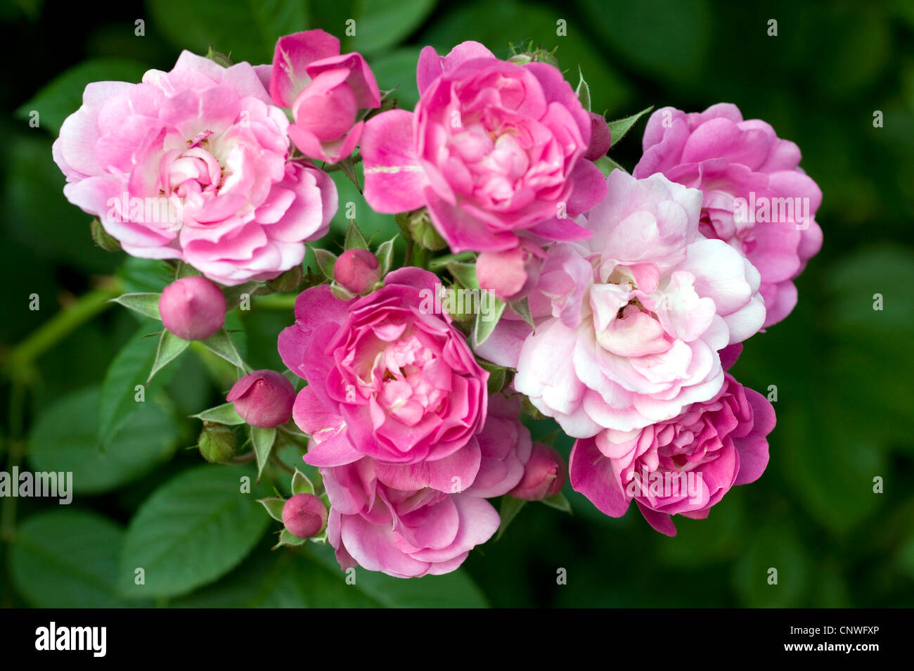 ornamental rose (Rosa 'Flight', Rosa Flight), cultivar Flight Stock ...