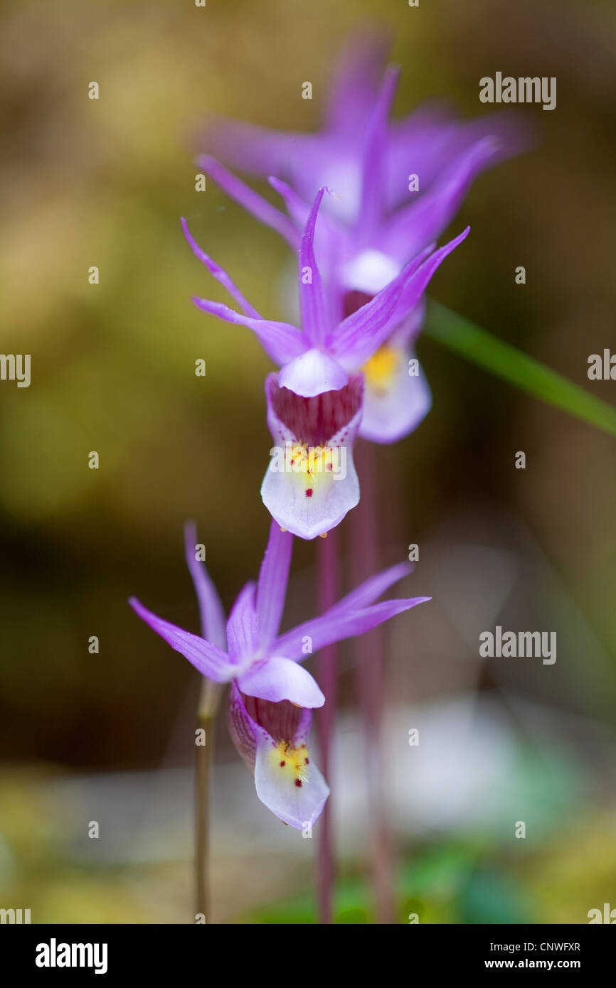 calypso, fairy-slipper orchid, fairy slipper (Calypso bulbosa), flower ...