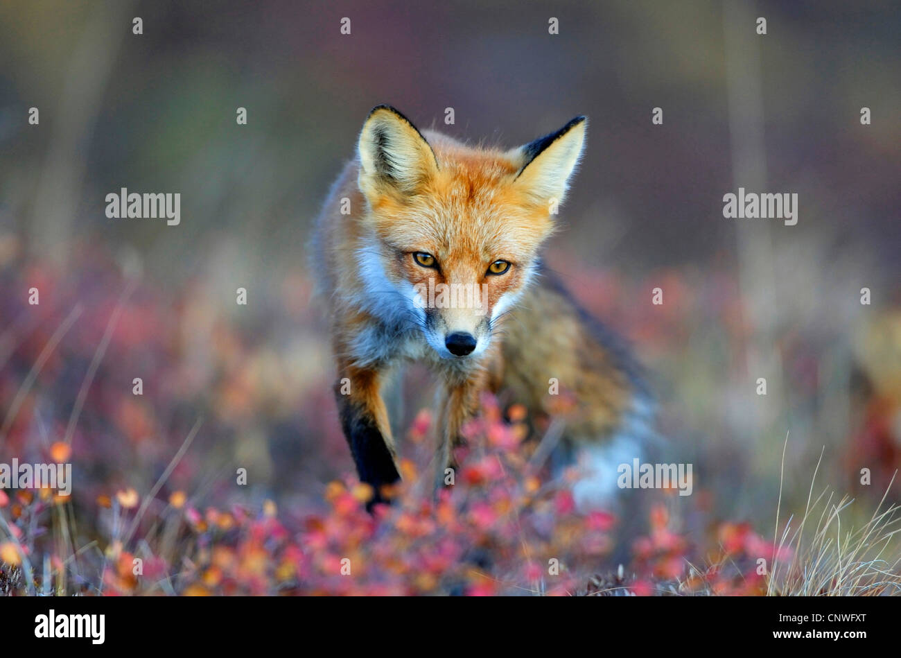 red fox (Vulpes vulpes), on the feed, USA, Alaska, Denali Nationalpark ...