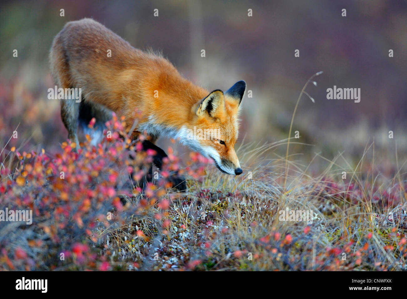 red fox (Vulpes vulpes), on the feed, USA, Alaska, Denali Nationalpark ...