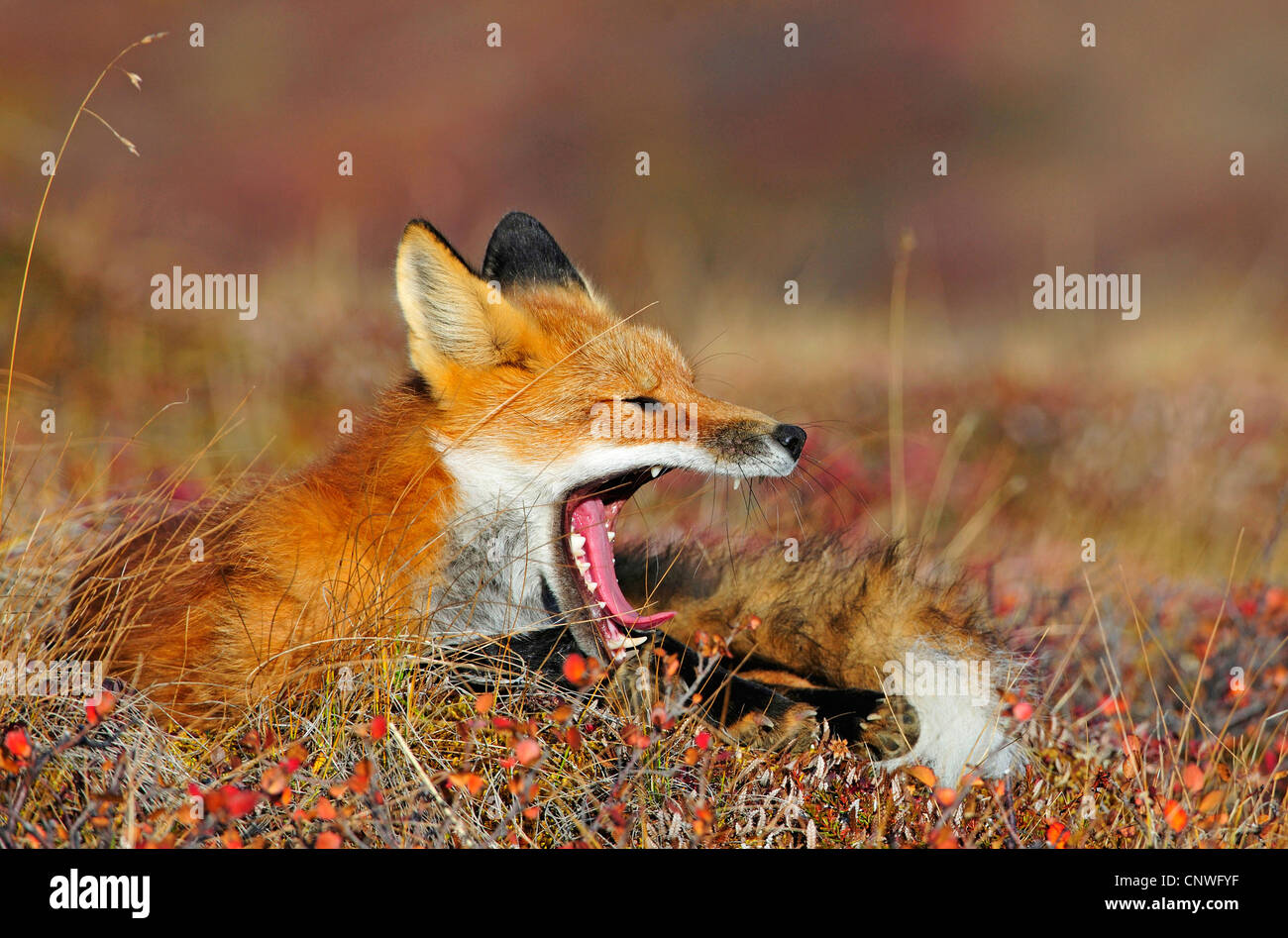 red fox (Vulpes vulpes), yawning , USA, Alaska, Denali Nationalpark ...