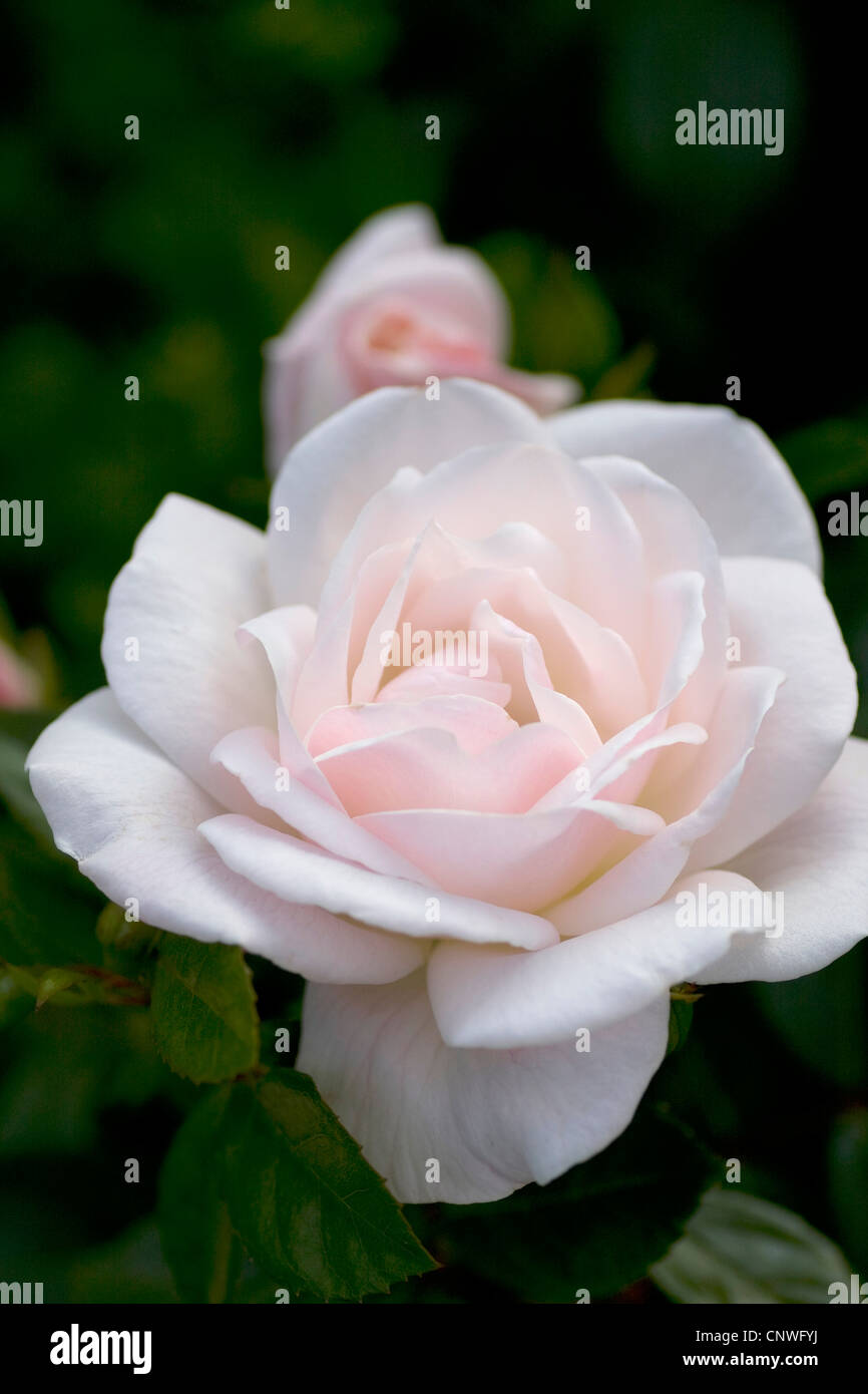 ornamental rose (Rosa 'Helga', Rosa Helga), cultivar Helga Stock Photo ...