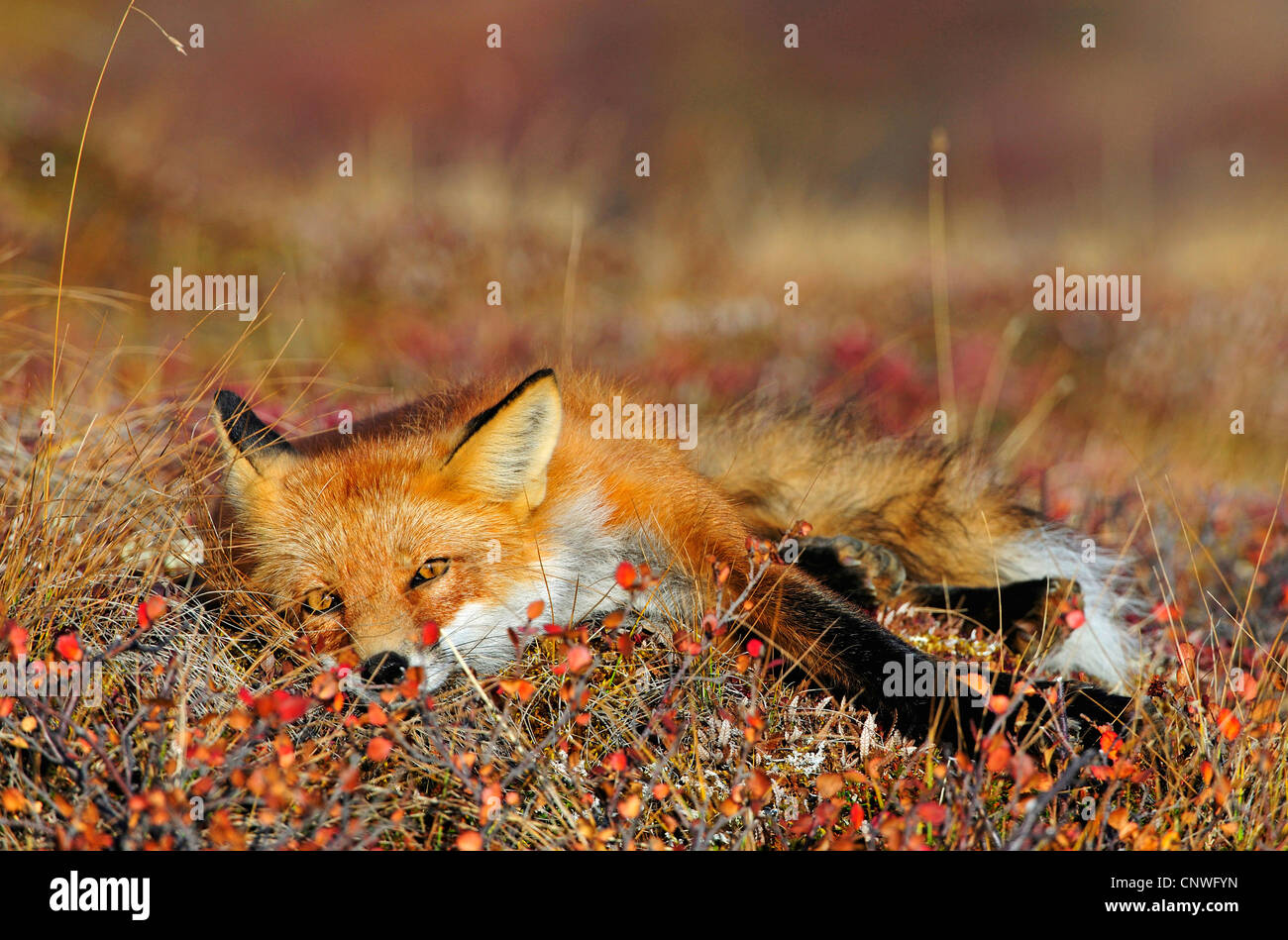 Sleepy animals hi-res stock photography and images - Alamy