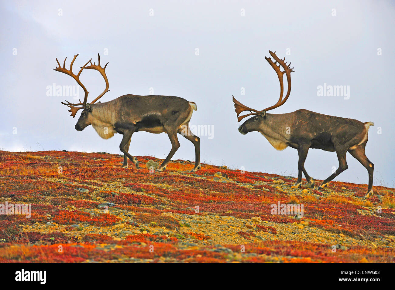 barren ground carribu, reindeer (Rangifer tarandus caribou), two males ...