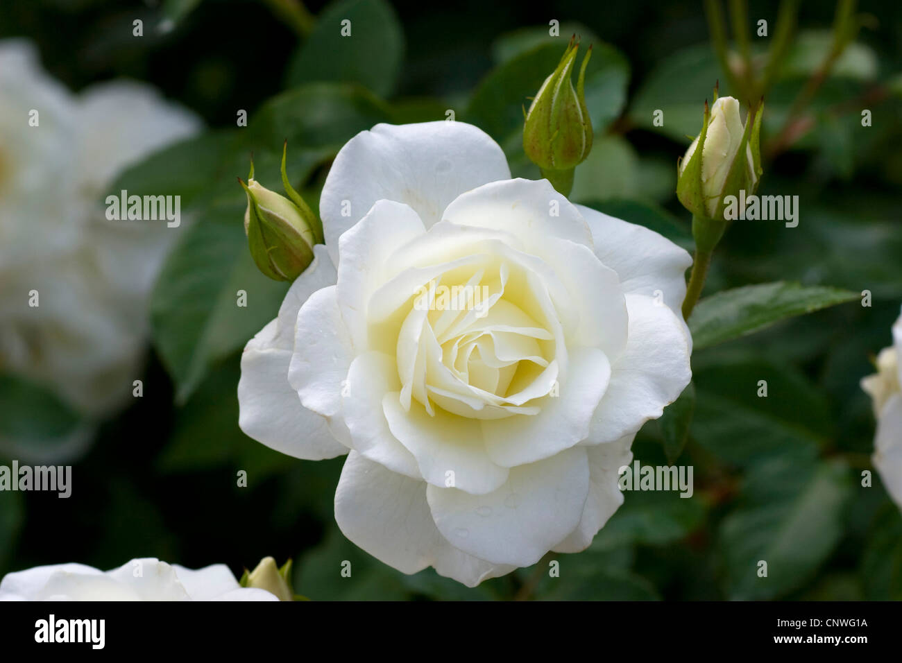 ornamental rose (Rosa 'Schneewittchen', Rosa Schneewittchen), cultivar ...
