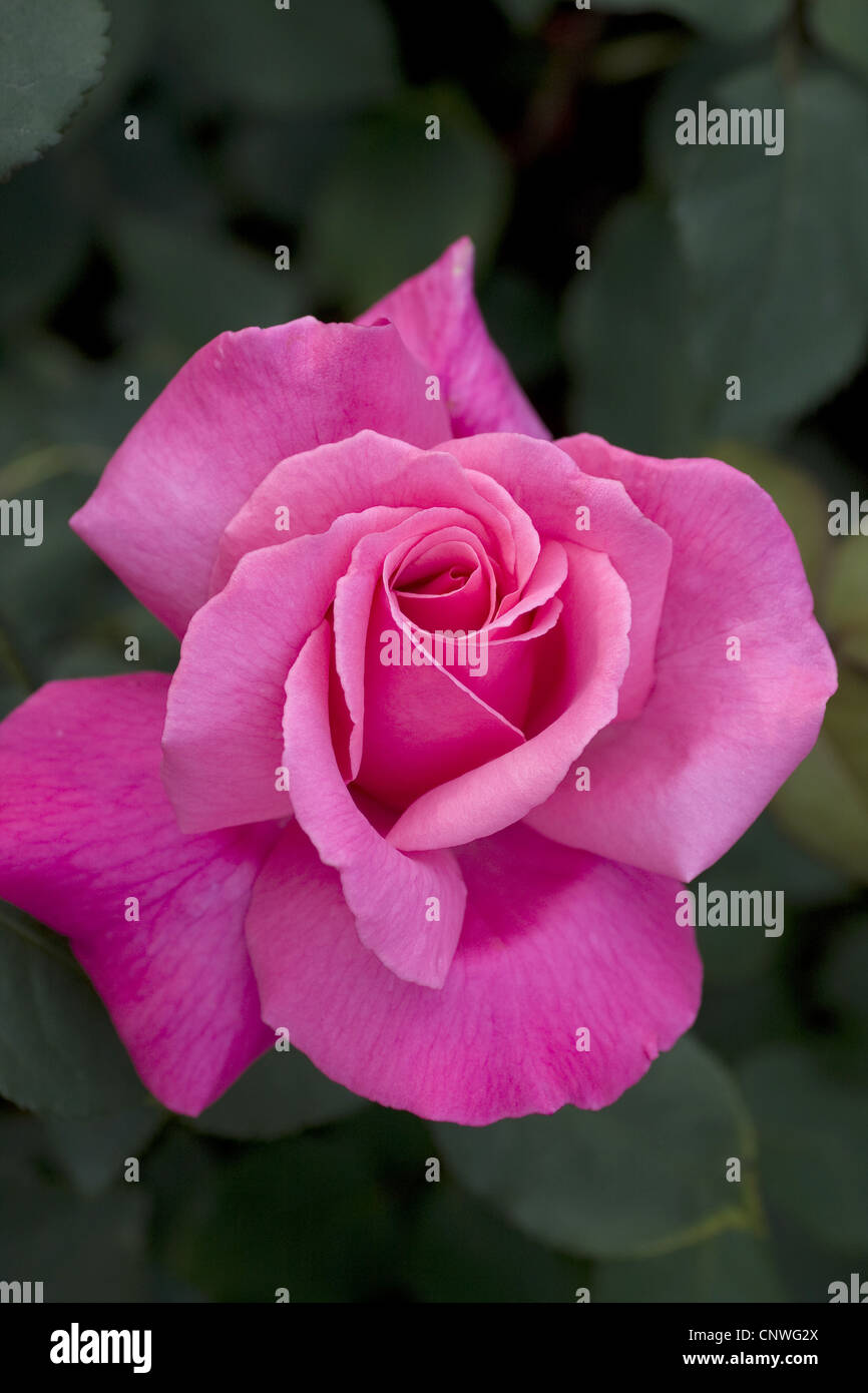 ornamental rose (Rosa 'Primaballerina', Rosa Primaballerina), cultivar ...