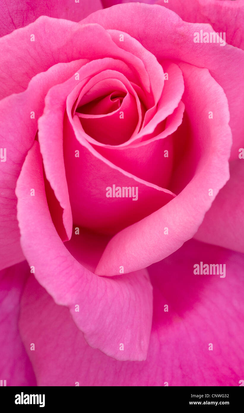 ornamental rose (Rosa 'Primaballerina', Rosa Primaballerina), cultivar ...