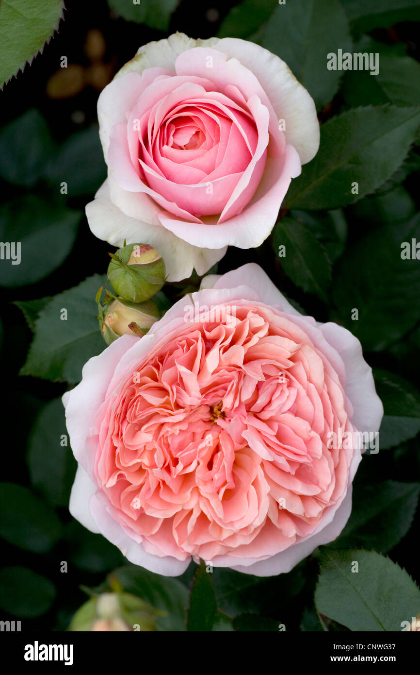 ornamental rose (Rosa 'Chippendale', Rosa Chippendale), cultivar ...