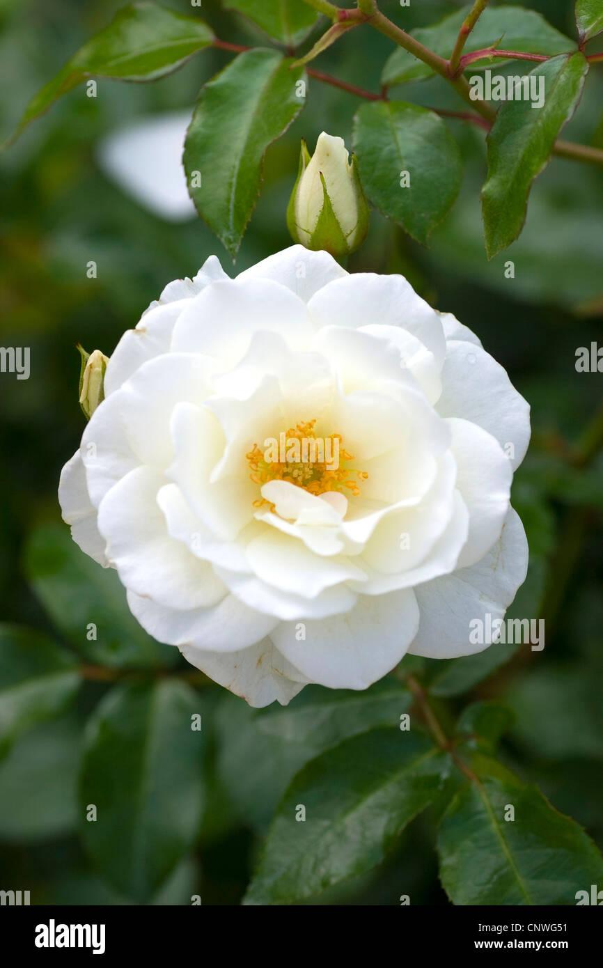 ornamental rose (Rosa 'Schneewittchen', Rosa Schneewittchen), cultivar ...