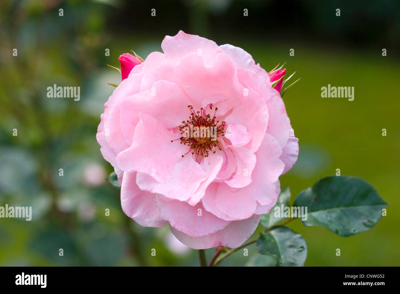 ornamental rose (Rosa 'Geisha', Rosa Geisha), cultivar Geisha Stock ...