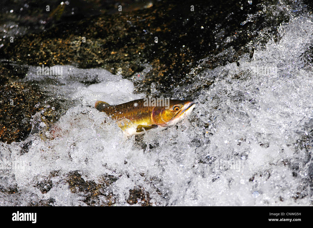 Pacific salmon (Oncorhynchus spec.), overcoming a waterfall, USA ...