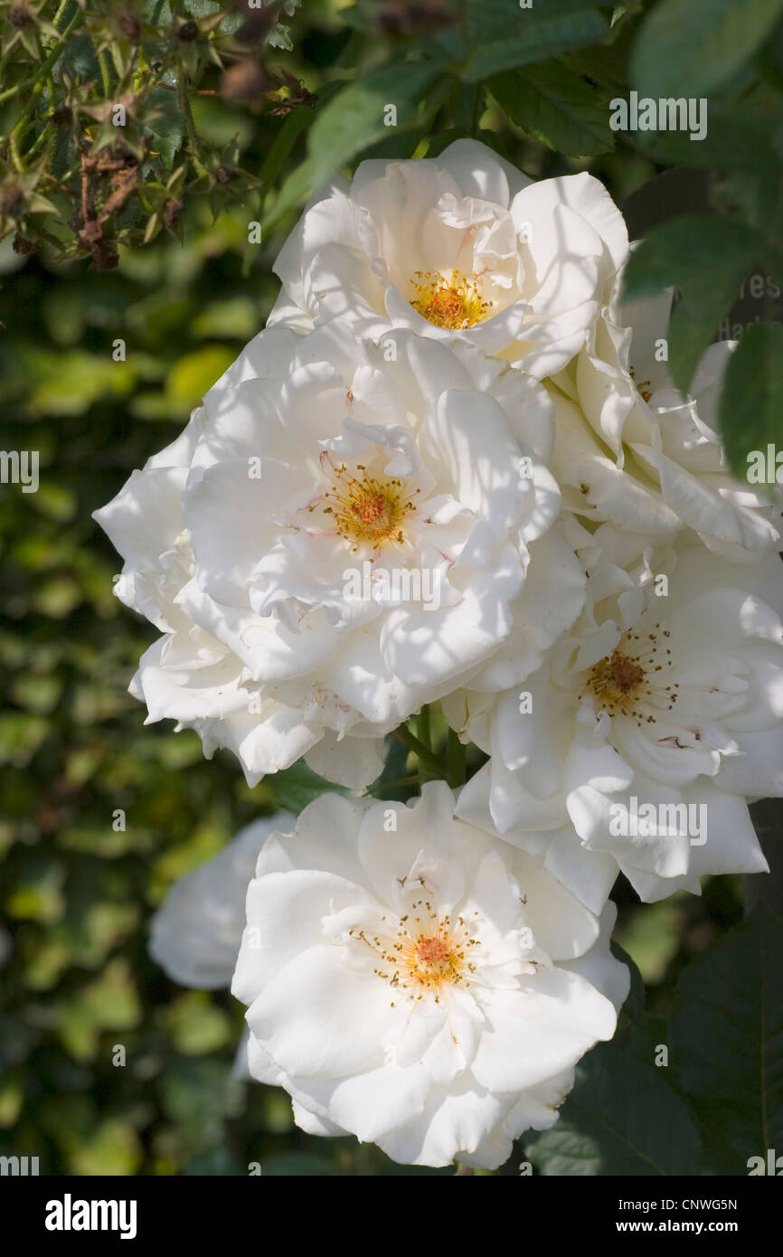 ornamental rose (Rosa 'Margaret Merril', Rosa Margaret Merril ...