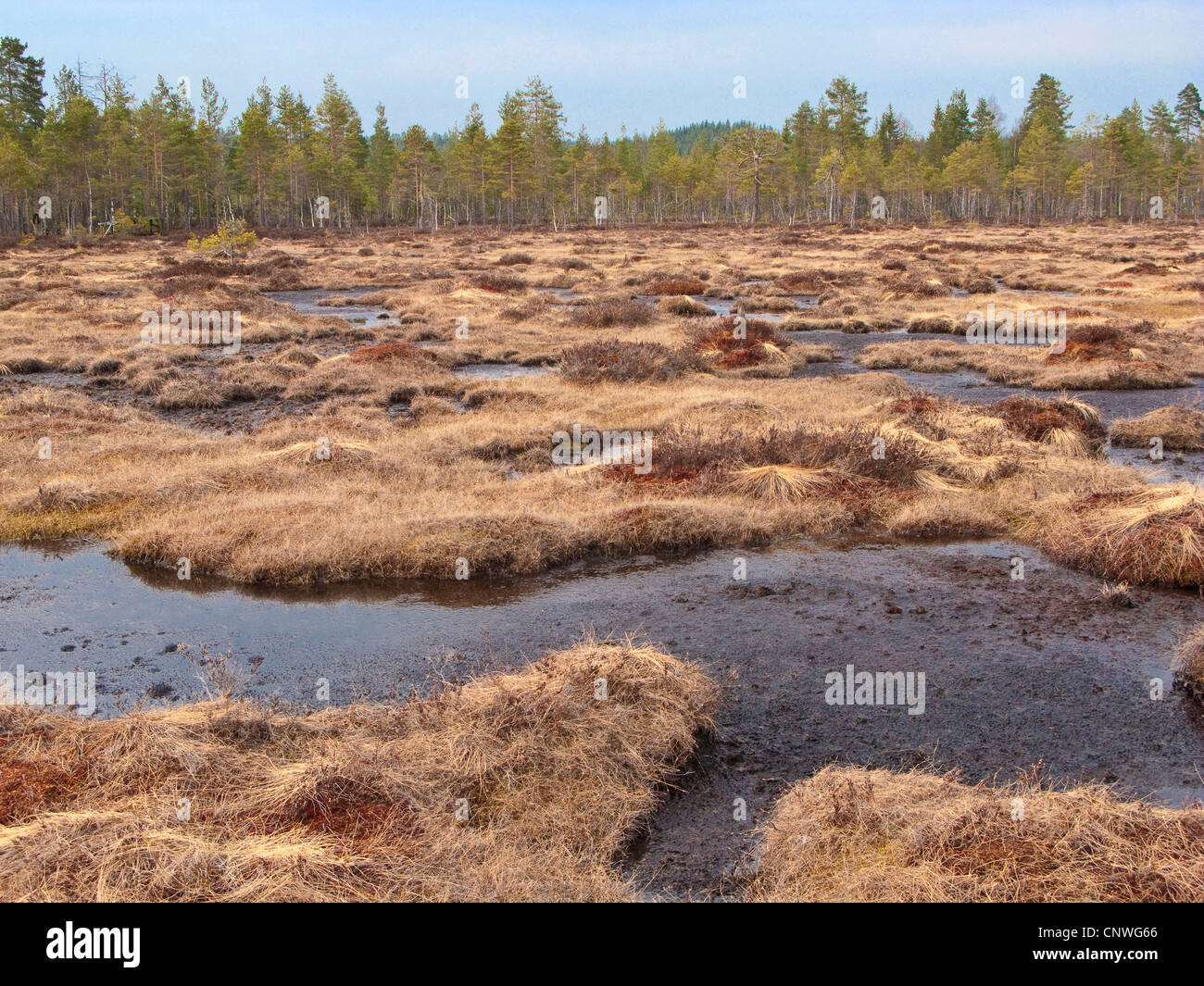 hill moor with pine wood, Norway Stock Photo - Alamy