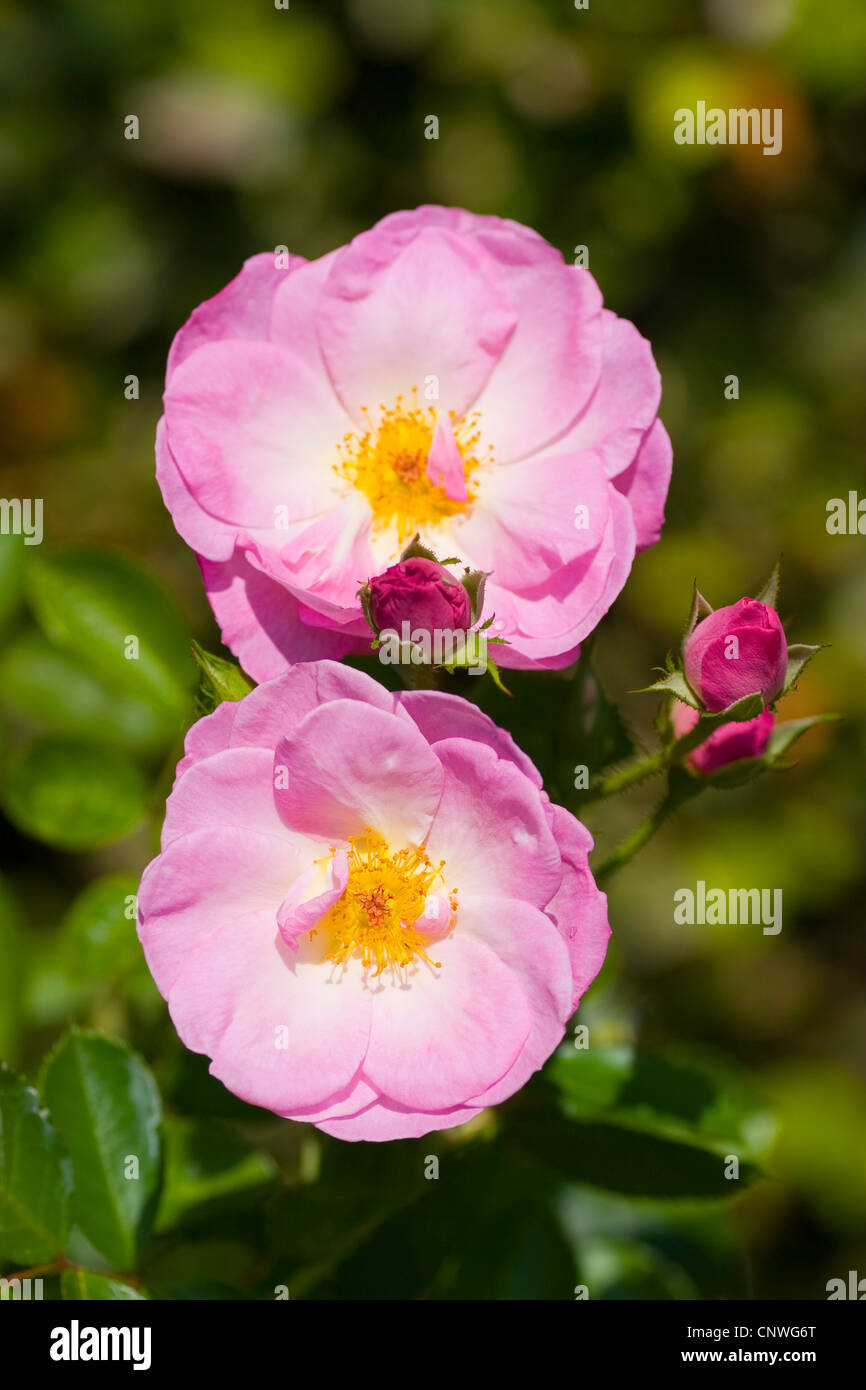 ornamental rose (Rosa 'Shalom', Rosa Shalom), cultivar Shalom Stock ...