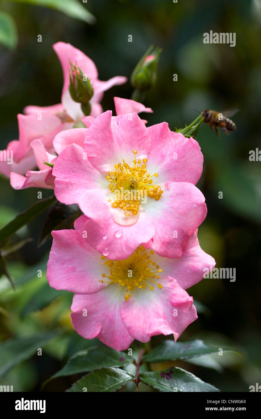 ornamental rose (Rosa 'Oleander Rose', Rosa Oleander Rose), cultivar ...