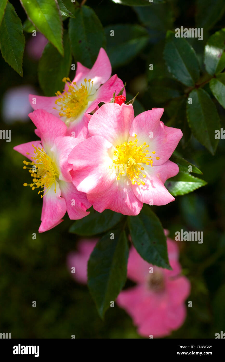ornamental rose (Rosa 'Oleander Rose', Rosa Oleander Rose), cultivar ...
