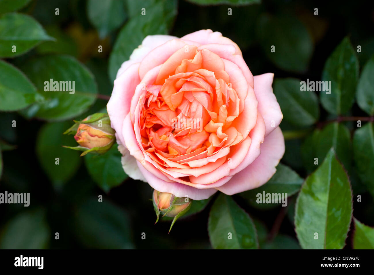 ornamental rose (Rosa 'Chippendale', Rosa Chippendale), cultivar Chippendale Stock Photo - Alamy