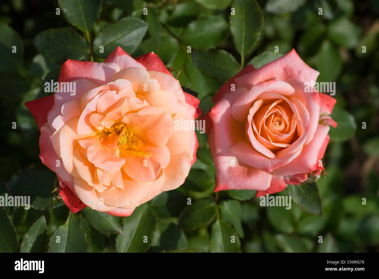 ornamental rose (Rosa 'Chic', Rosa Chic), cultivar Chic Stock Photo - Alamy