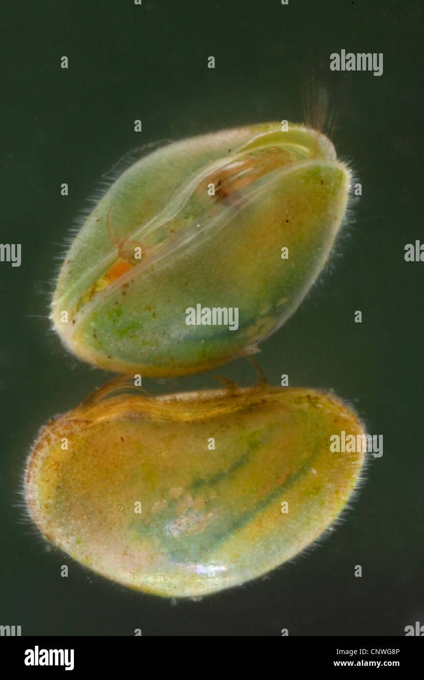 ostracods (shell-covered crustaceans), seed shrimps (Ostracoda), with ...