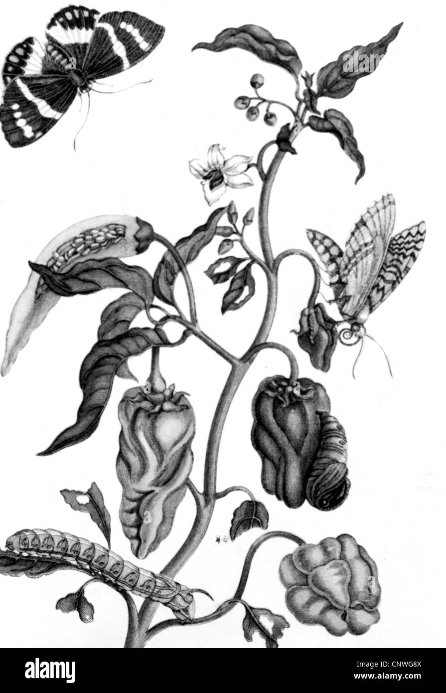 Maria sybilla merian Black and White Stock Photos & Images - Alamy