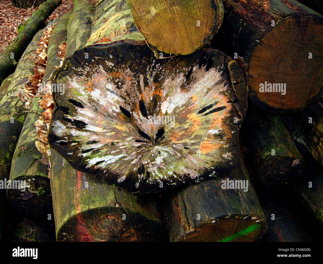 Log decomposition hi-res stock photography and images - Alamy