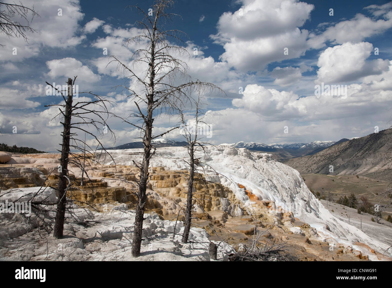 Sinter terraces and dead trees hi-res stock photography and images - Alamy