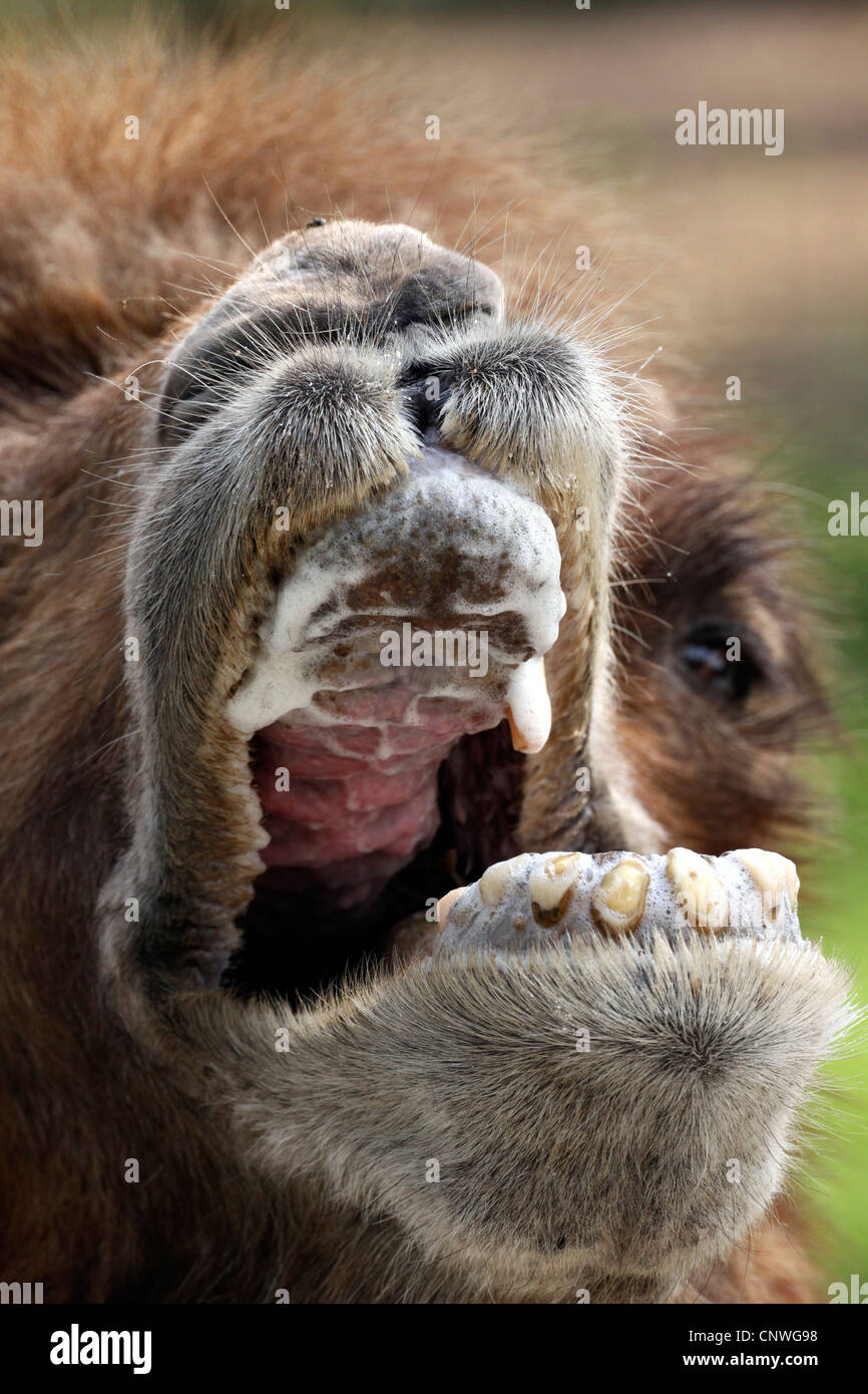 Bactrian camel, two-humped camel (Camelus bactrianus), snout Stock ...
