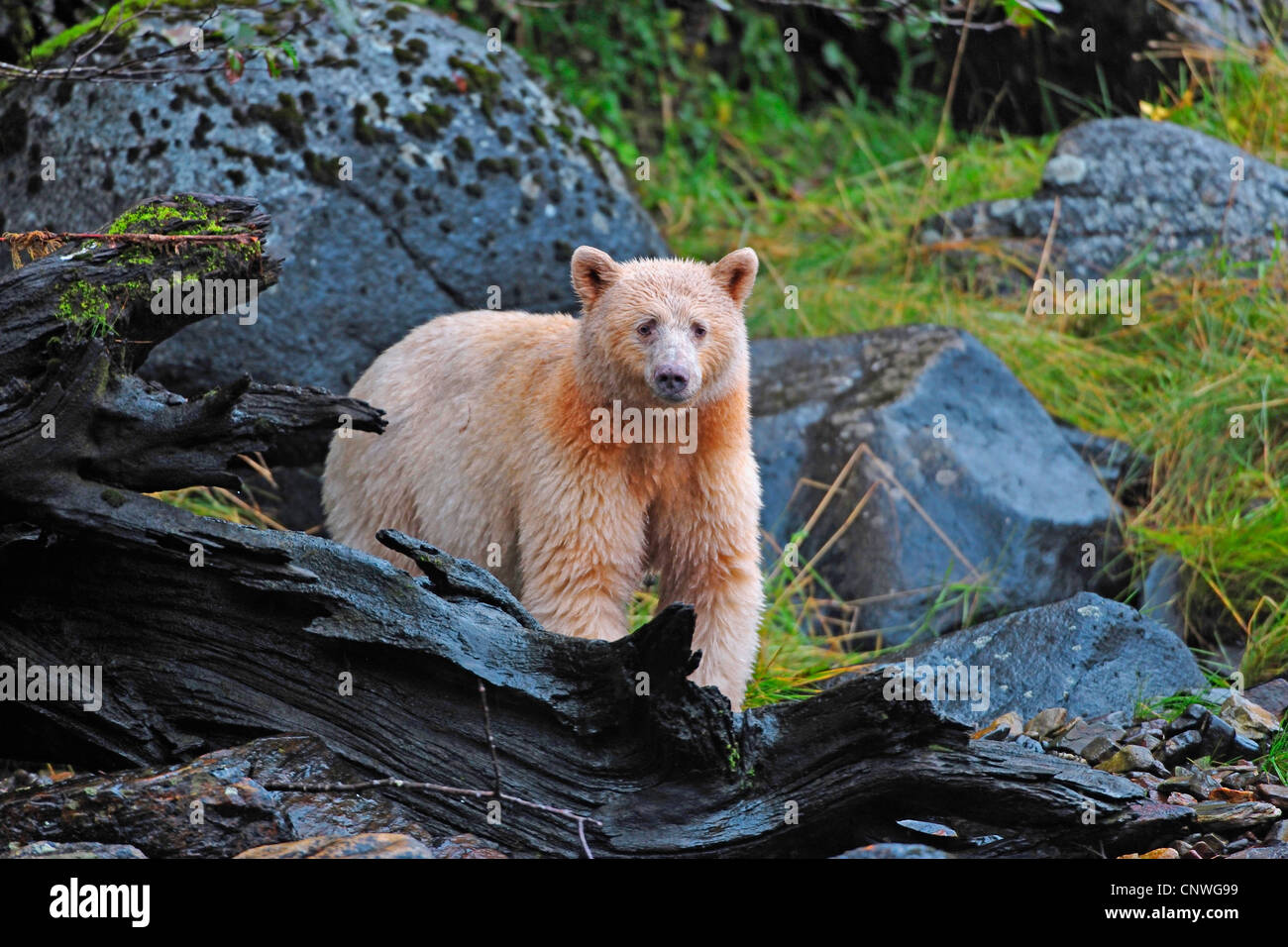 Spirit bear, Kermode bear (Ursus americanus kermodei), catching fishes ...