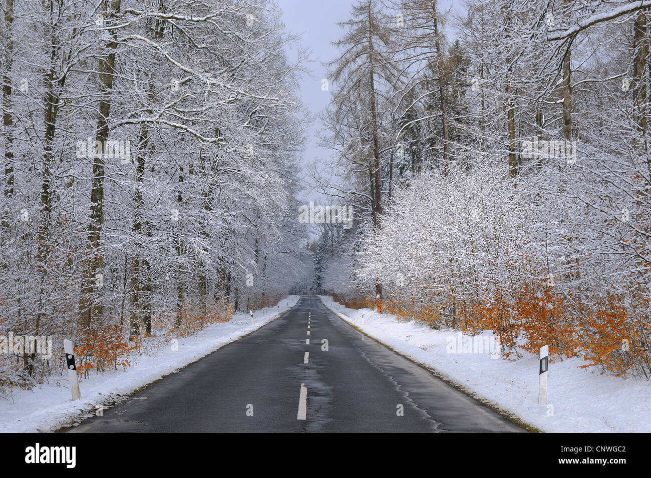 Spessart forest hi-res stock photography and images - Alamy