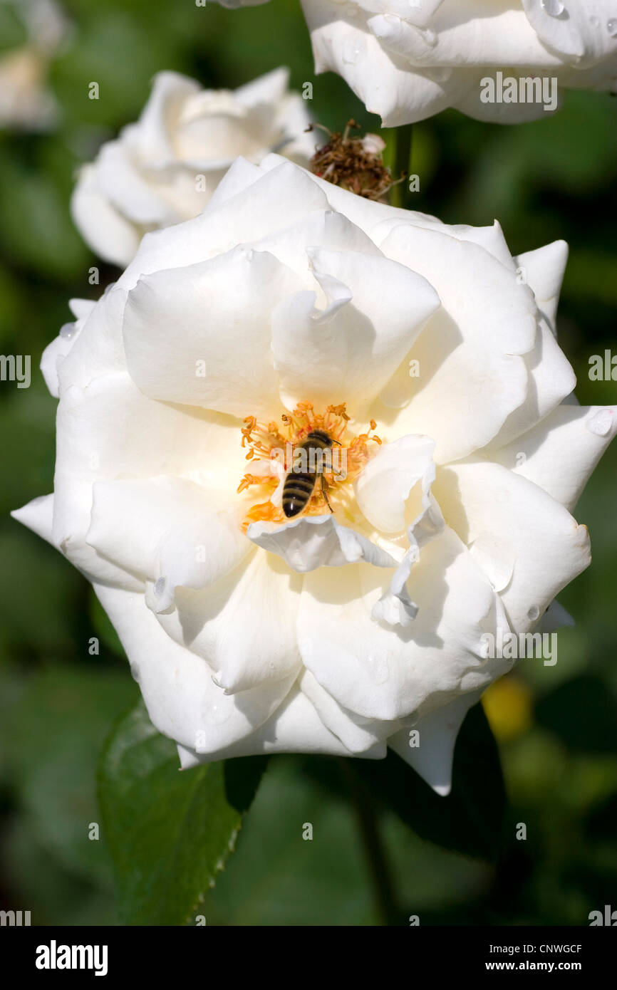 ornamental rose (Rosa 'Pascali', Rosa Pascali), cultivar Pascali Stock ...
