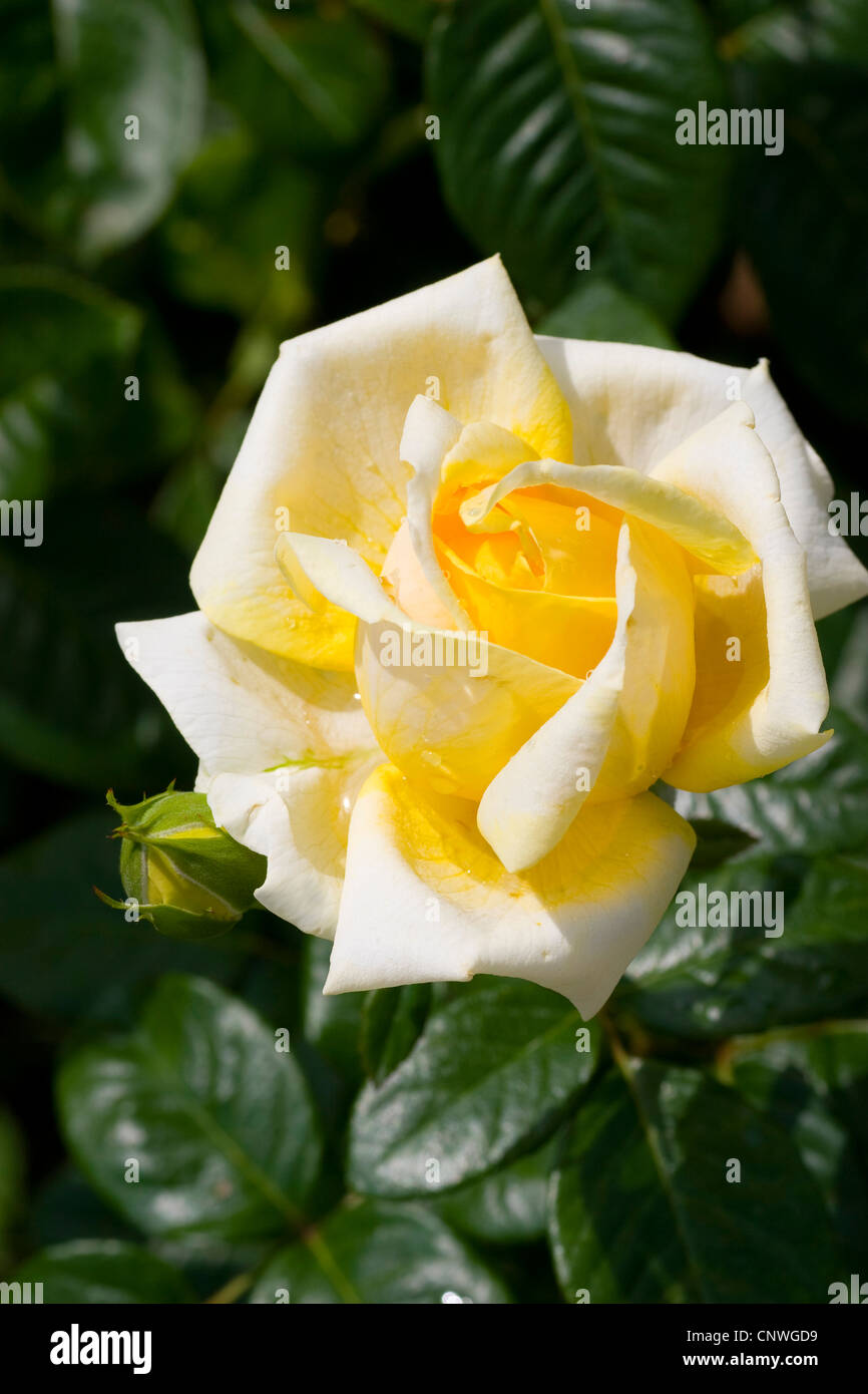 ornamental rose (Rosa 'Marco Polo', Rosa Marco Polo), cultivar Marco ...