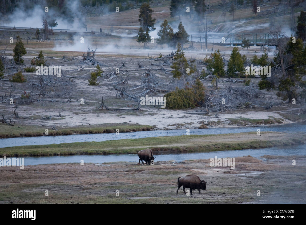 American bison, buffalo (Bison bison), at hot springs of Firehole River ...