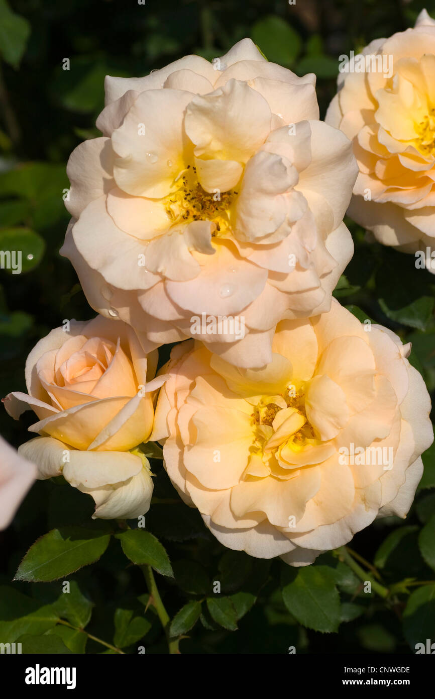 ornamental rose (Rosa 'Apricot Nectar', Rosa Apricot Nectar), cultivar ...