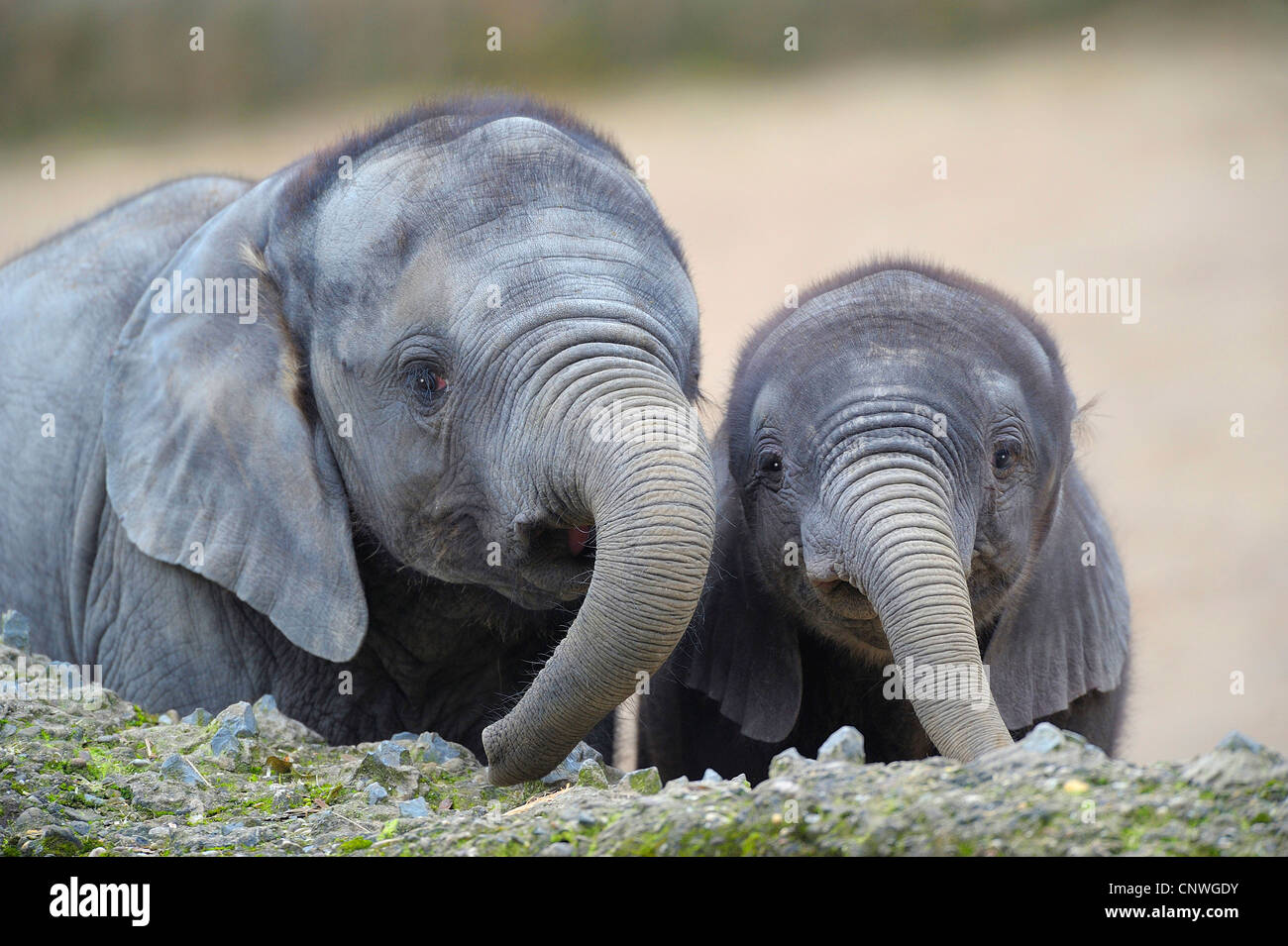 Two head elephant High Resolution Stock Photography and Images - Alamy