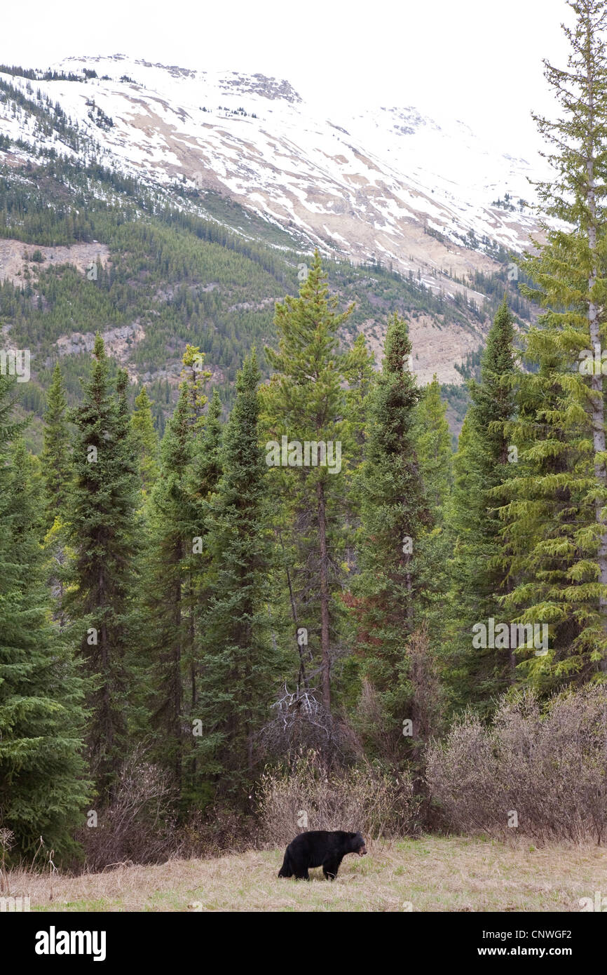 Jasper national park scenery animal hi-res stock photography and images ...