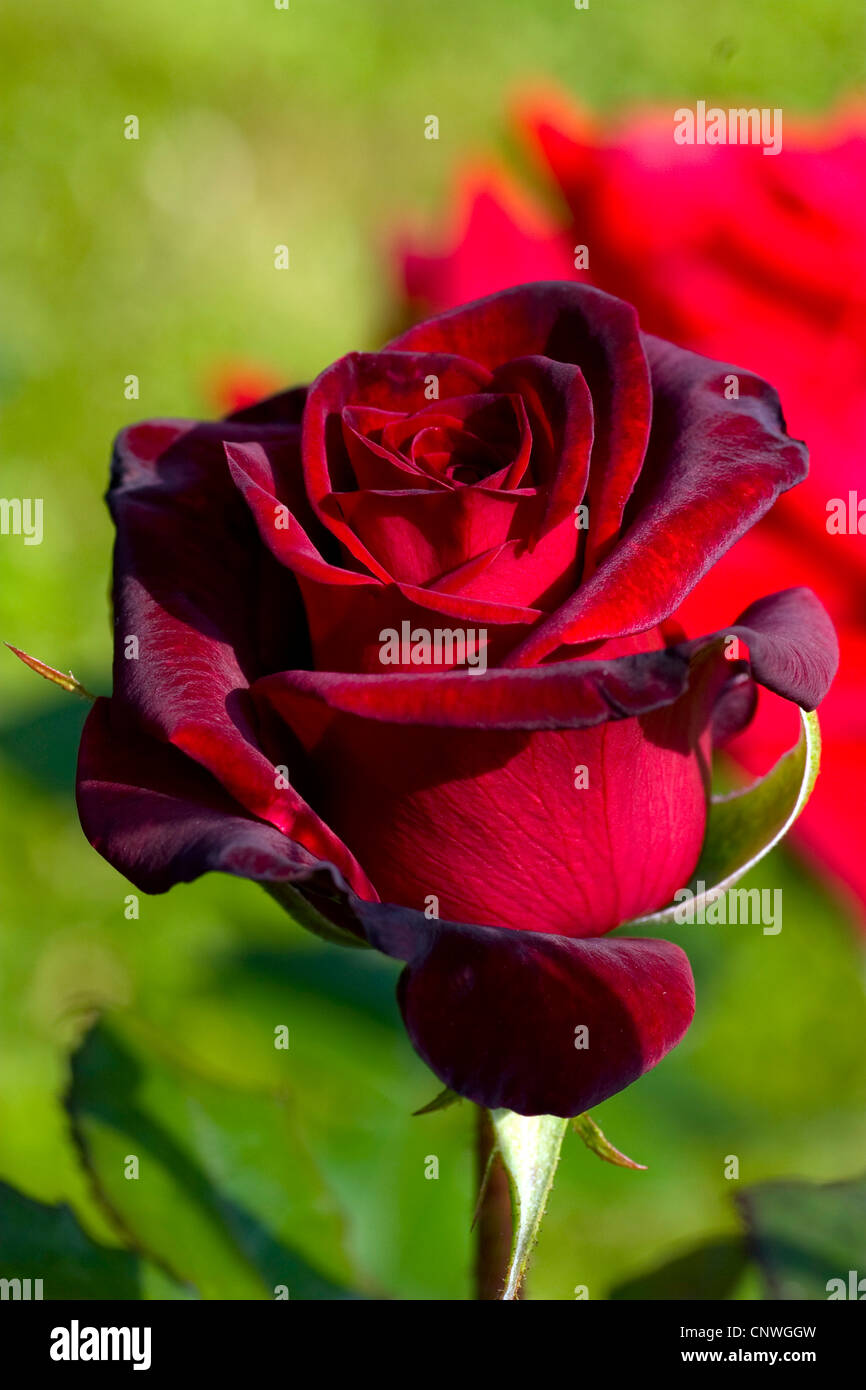 ornamental rose (Rosa 'Black Magic', Rosa Black Magic), cultivar Black ...