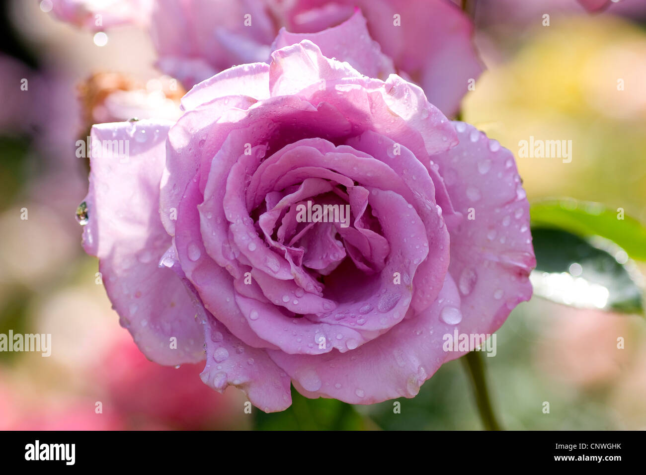 ornamental rose (Rosa 'Black Magic', Rosa Black Magic), cultivar Black ...