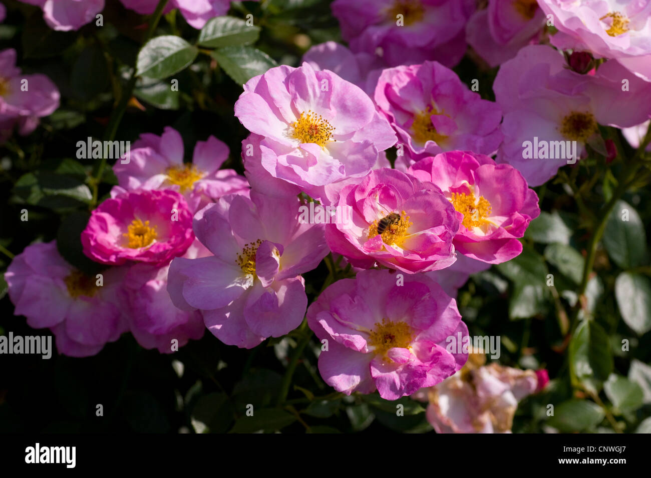 ornamental rose (Rosa 'Escapade', Rosa Escapade), cultivar Escapade ...