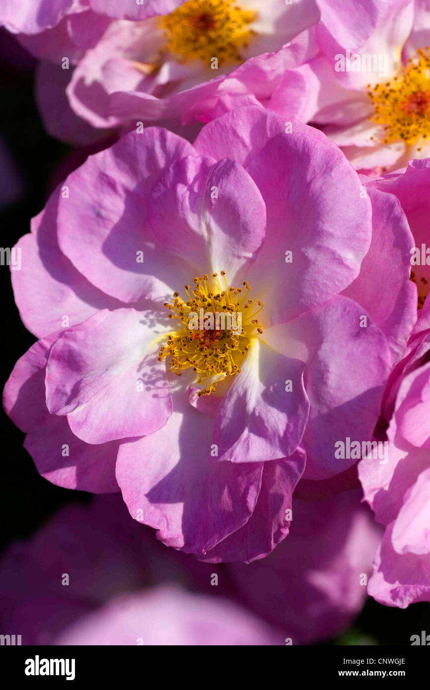 ornamental rose (Rosa 'Escapade', Rosa Escapade), cultivar Escapade ...