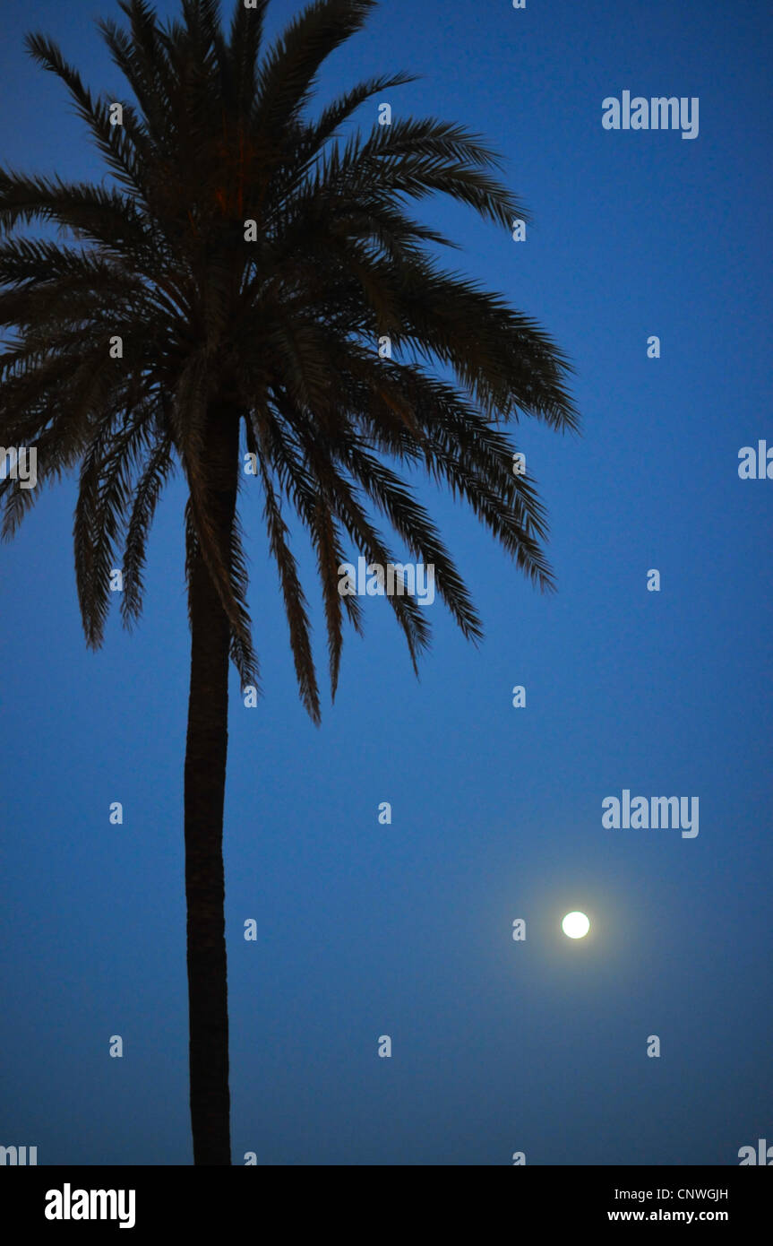 Silhouette of palm tree backlit by moon Stock Photo - Alamy