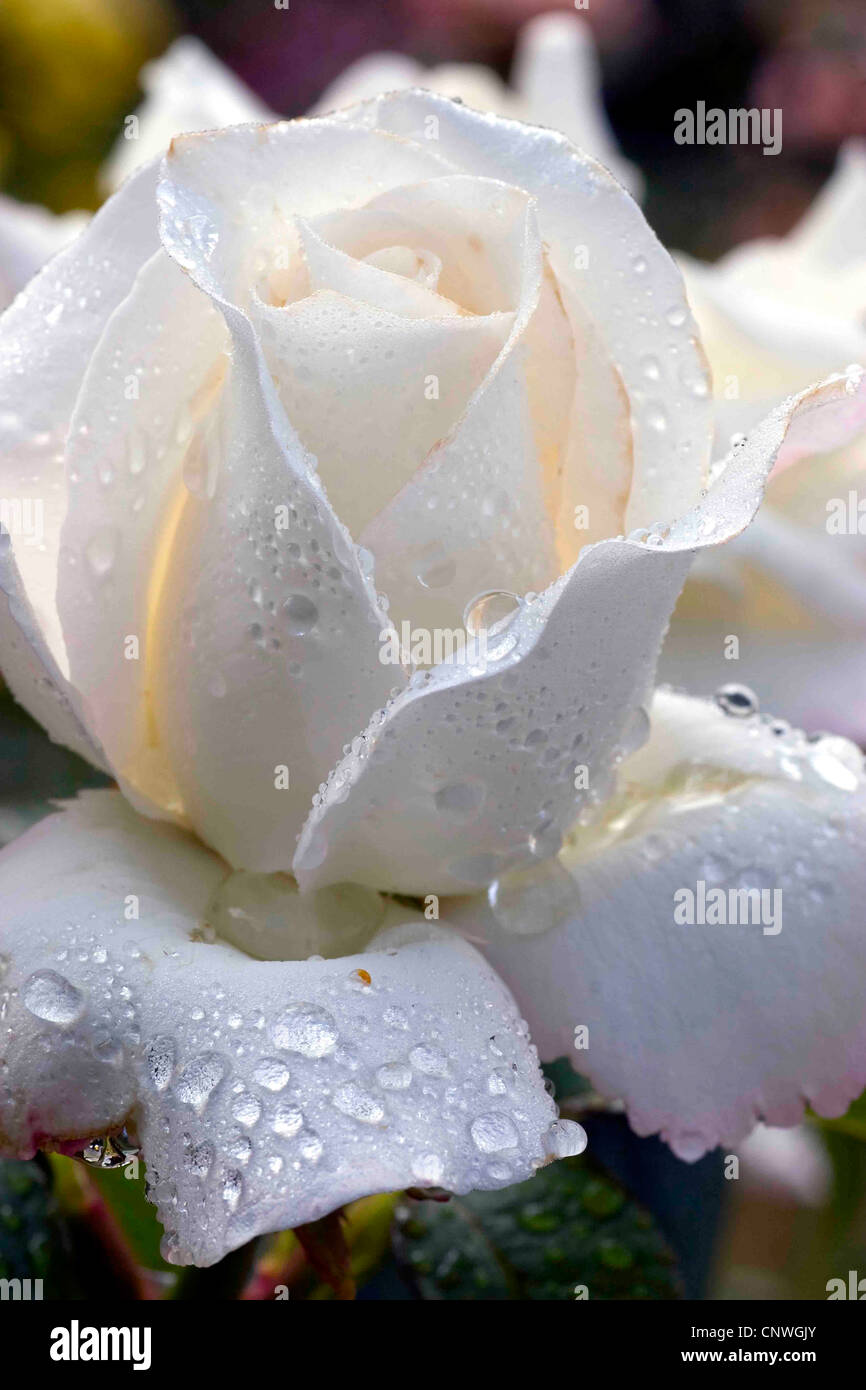 ornamental rose (Rosa 'Milke Way', Rosa Milke Way), cultivar Milke Way ...