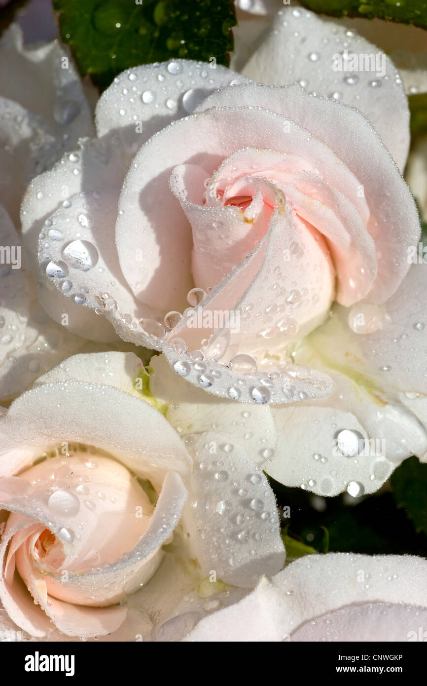 ornamental rose (Rosa 'Aspirine', Rosa Aspirine), cultivar Aspirine ...